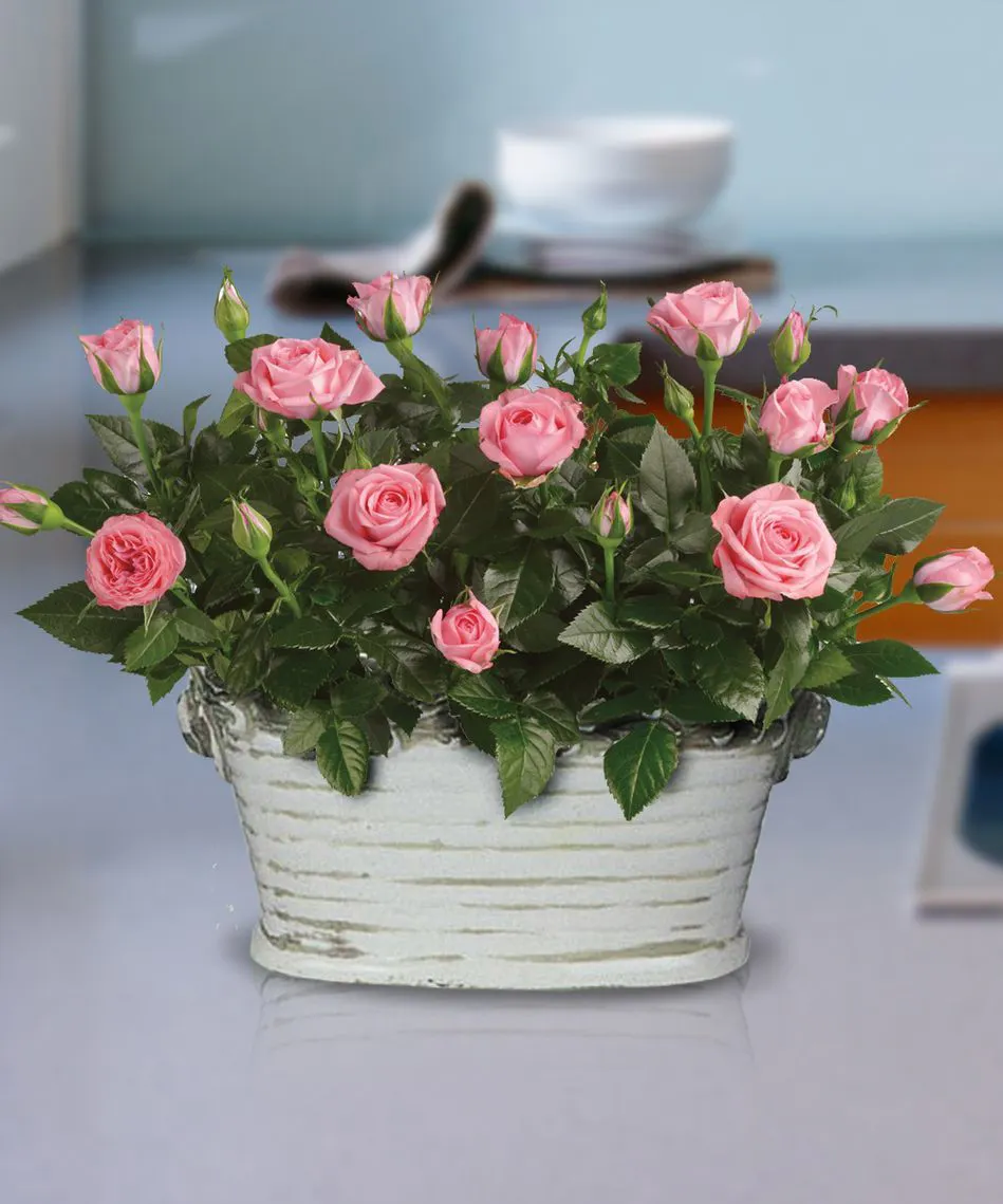 Mini Pink Rose Garden | Detroit Flower Delivery | Mancuso's Florist (MI)